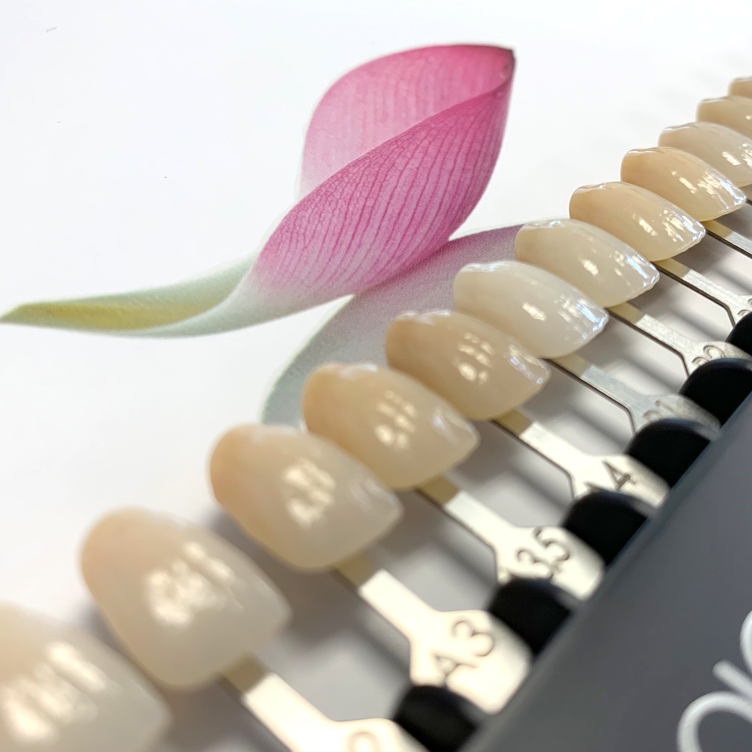 enigmalife+ Shade Guide – Wren Dental USA